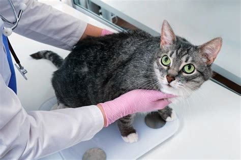 Cat Losing Weight Causes And When To See A Vet