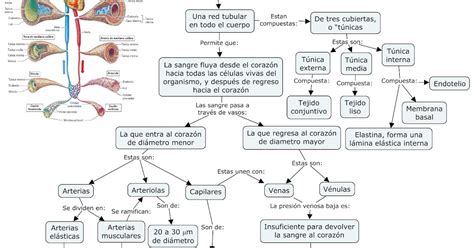 Fisiología Básica y Médica Mapa Conceptual de Generalidades de Vasos