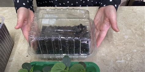 Огірки коли садити на розсаду і як отримати багатий урожай Главред