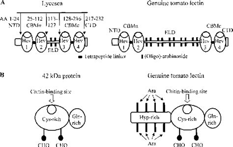 Figure 2 From The Tomato Lectin Consists Of Two Homologous Chitin