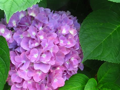 식물 수국 식물 생물종 Bric