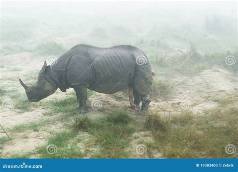 Rhino With Erect Penis Coloso