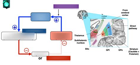 Diagram Of Slide 20 Direct Pathway Quizlet