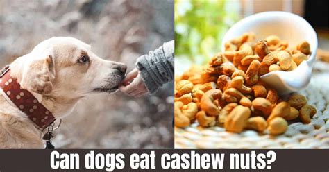 Can Dogs Eat Cashew Nuts Side Effects Benefits