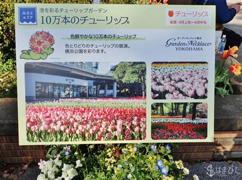 横浜公園のチューリップと山下公園の「花壇展」を巡る花散歩！よこはま花と緑のスプリングフェア見てきた はまぴた