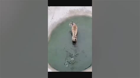 Tiger Attitude 🐯 New Viral Video Youtubeshorts Gays Video Pasand