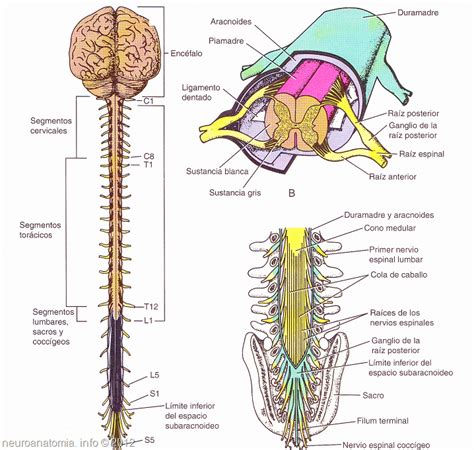 Anatomía De Los Nervios
