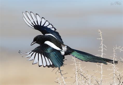Why The Magpie The Magpies Apprentice