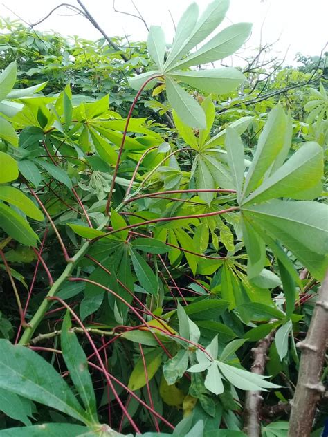 60 Acres Of Cassava Farm For Sale Shagamu Agriculture Nigeria