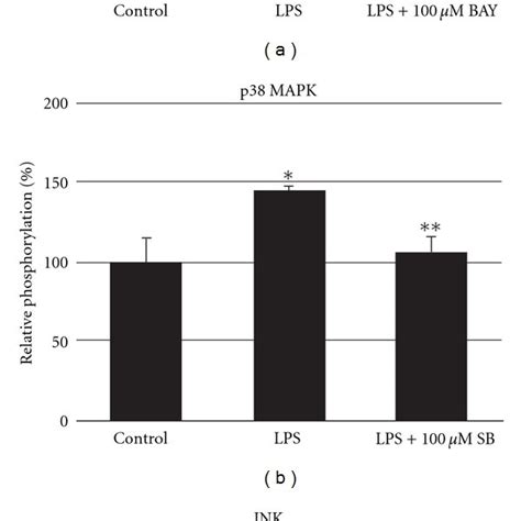 Phosphorylation Of P38 Mapk Nf κb And Jnk After Lps Stimulation With