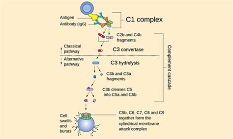 Complement Components And Ligands Aladdin Scientific