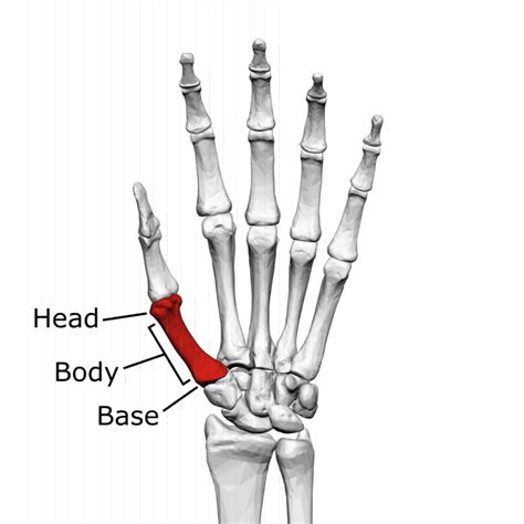 Pouce Cassé Fracture Du Pouce Que Faire Combien De Temps