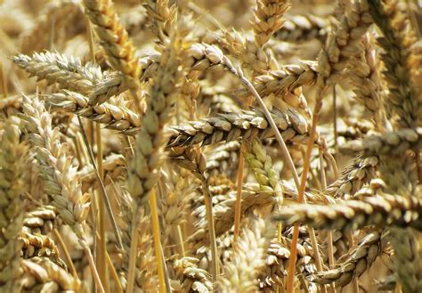 Barley Month National Today
