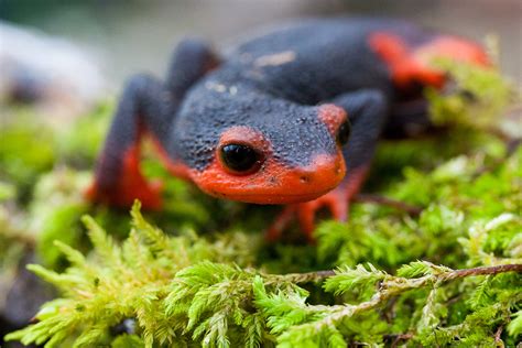East Bay Regional Newts