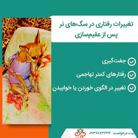 عقیم‌سازی سگ مزایا و معایب عقیم سازی آرون پت
