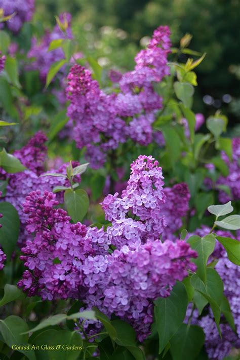 Imagini Frumoase Cu Flori De Liliac 900 Liliac Ideas Liliac Flori