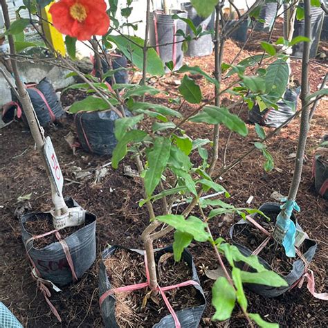 An Phat Farm Đất Sạch Hữu Cơ Apf Cần Thơ