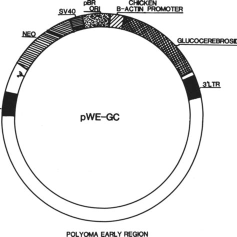 Schematic Representation Of The Retroviral Vector Pwe Gc Which