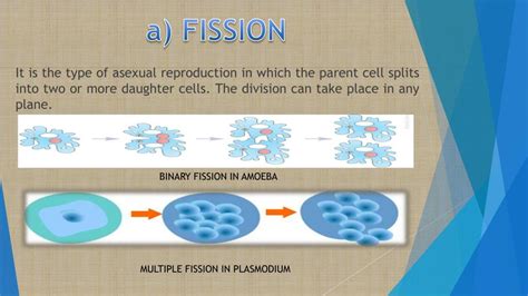 Ppt How Do Organisms Reproduce Powerpoint Presentation Free