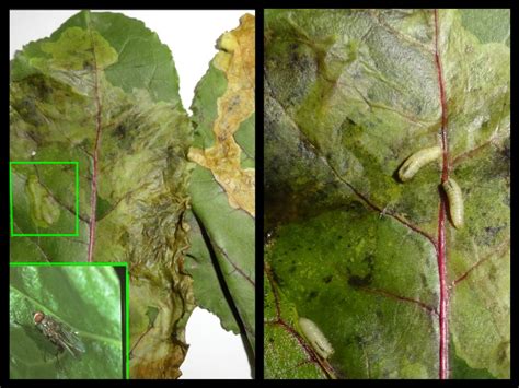 Γεωκατ Θέρμης Geokat Thermis ΜΥΓΑ Η ΦΥΛΛΟΡΥΚΤΗΣ ΤΟΥ ΠΑΝΤΖΑΡΙΟΥ Pegomyiia Betae ΕΙΝΑΙ ΕΝΑ