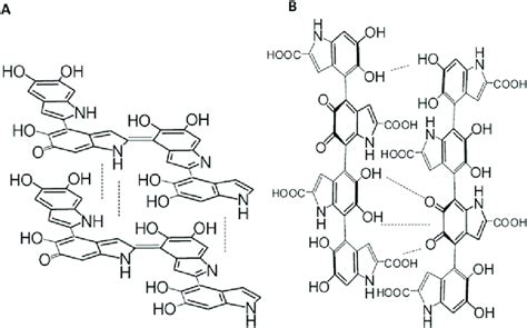 Supramolecular Structures Of DHI And DHICA Melanins A DHI Melanin