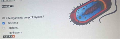 Solved Complete Which Organisms Are Prokaryotes Bacteria Archaea Sunflowers Retry [biology]