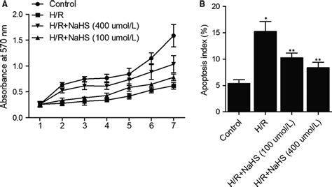 Hypoxia Reoxygenation Reduced Cell Proliferation And Promoted