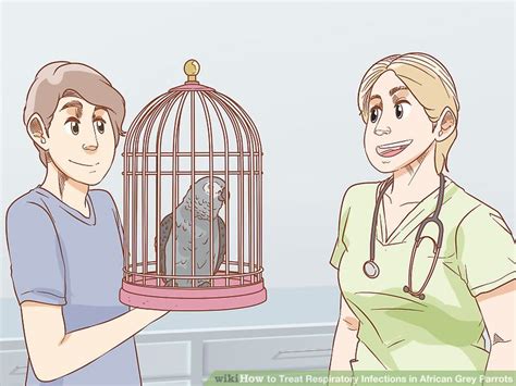 5 Ways To Treat Respiratory Infections In African Grey Parrots