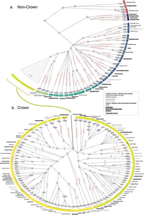 История Y хромосомы лошадей поможет вывести новые породы Индикатор