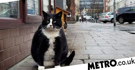 Fat Grumpy Cat Becomes Top Polish Tourist Attraction News World