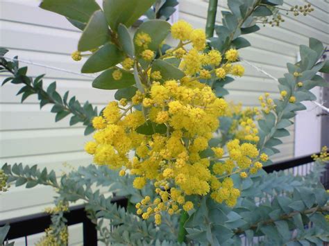 アカシア（ミモザ）の育て方｜種類、植え替えは？ 観葉植物ペディア
