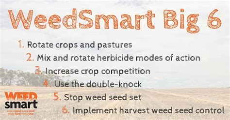 Ryegrass Super Weeds Challenge Control Measures Grain Central