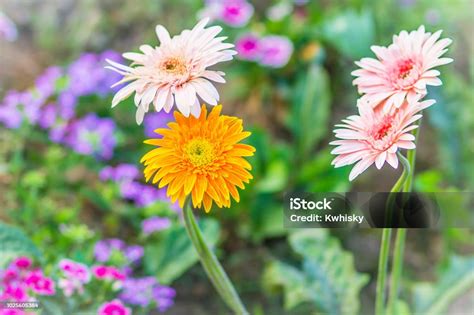 소프트 핑크와 노란색 하이브리드 Barberton 또는 Gerbera 데이지 꽃 화 단에 거 베라 Jamesonii 일컬어