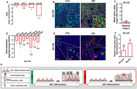 Loss Of Pc Induces Global Epithelial Remodelling During Aec