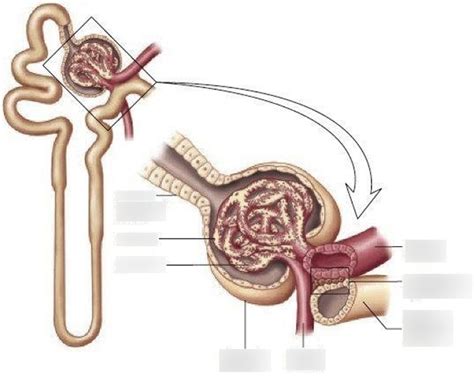 Diagram Of Glomerulus Quizlet