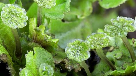 Exemplos De Plantas Briofitas Biologia Reino Metáfita