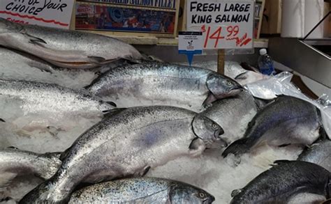 The Fishy Science Behind Mutant Salmon Oped Eurasia Review