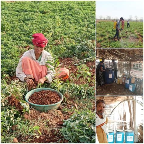 Pramel Kumar Gupta On Linkedin Naturalfarming Groundnut Chhindwara