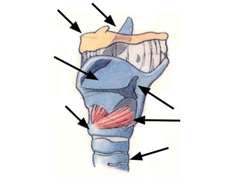 Phonatory System Diagram Quizlet