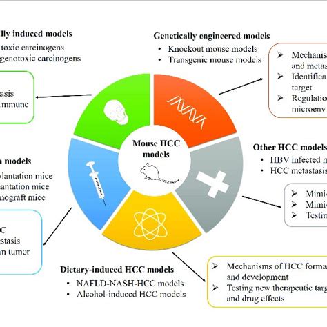 The Classification Advancement And Application Of Mouse Hcc Models Download Scientific