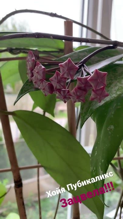 Ну наконец то дождалась Youtube