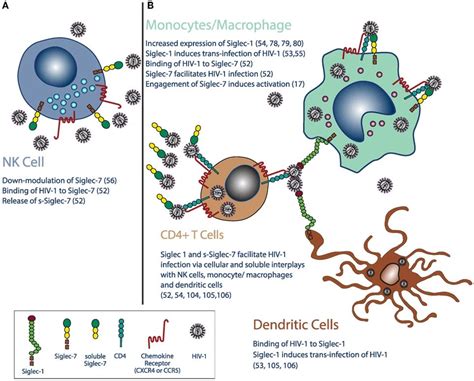 Siglecs And Their Role In Hiv 1 Infection Himanshu Mishra Posted On