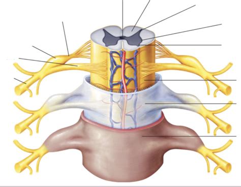 Lab Spinal Cord Anatomy Diagram Diagram Quizlet