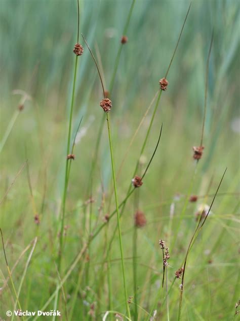 Juncus Conglomeratus Sítina Klubkatá Juncaceae Sítinovité