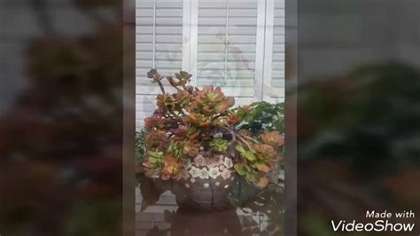 꽃보다 다육 Youtube