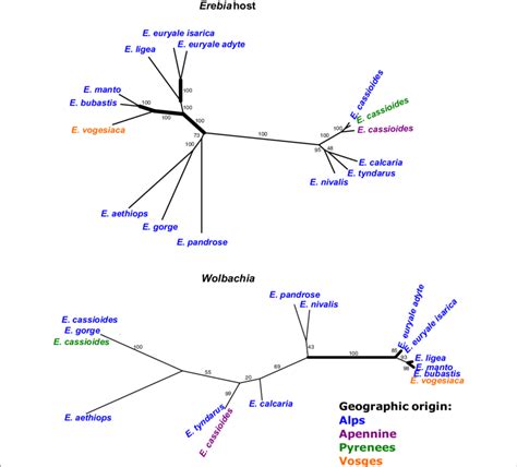 Unrooted Phylogenetic Relationship Based On Raxml Trees From Download Scientific Diagram