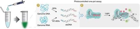 与笼中 Crrna 的光启动 Crispr Cas12a 反应可实现快速灵敏的核酸检测angewandte Chemie