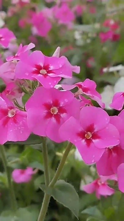 නුවරඑළිය 😍🌏🍃🥶 Nuwaraeliya Srilanka Shortvideo Beautiful