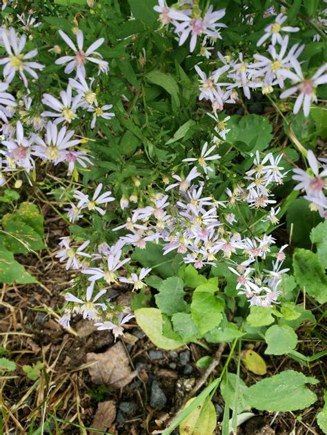 How To Grow Symphyotrichum Cordifolium Earthone