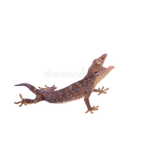 Tokay Gecko Isolated On White Background Stock Image Image Of